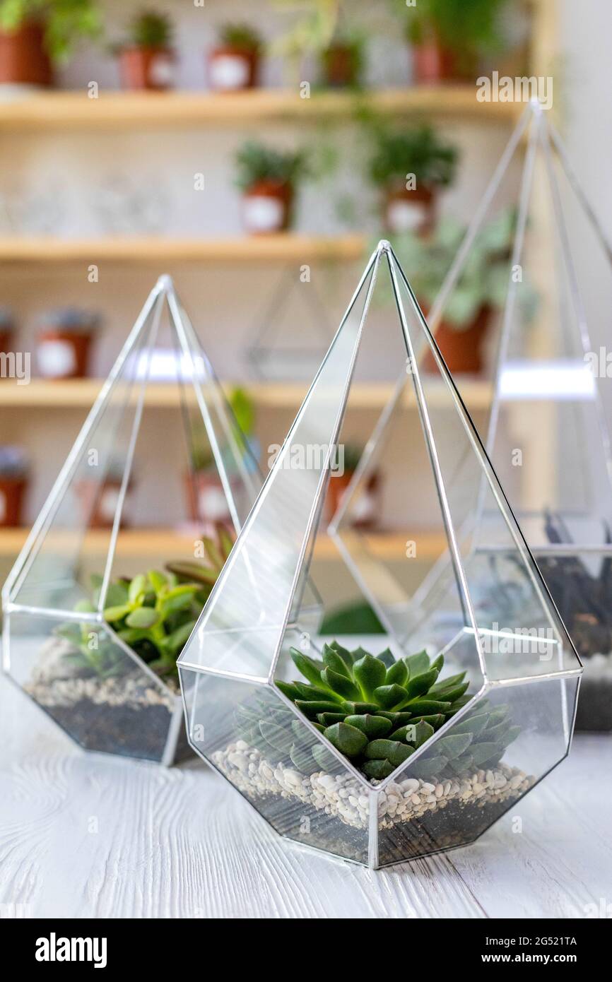 Terrarium art hi-res stock photography and images - Alamy