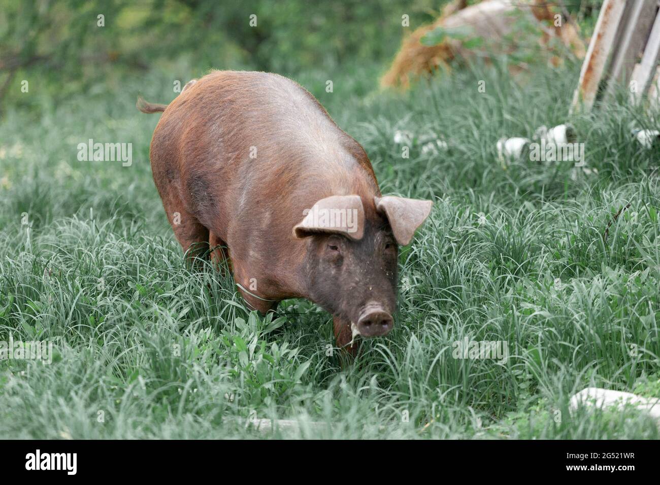 piglet with dark brown hair and curled pig tail in a cage eating grass ...