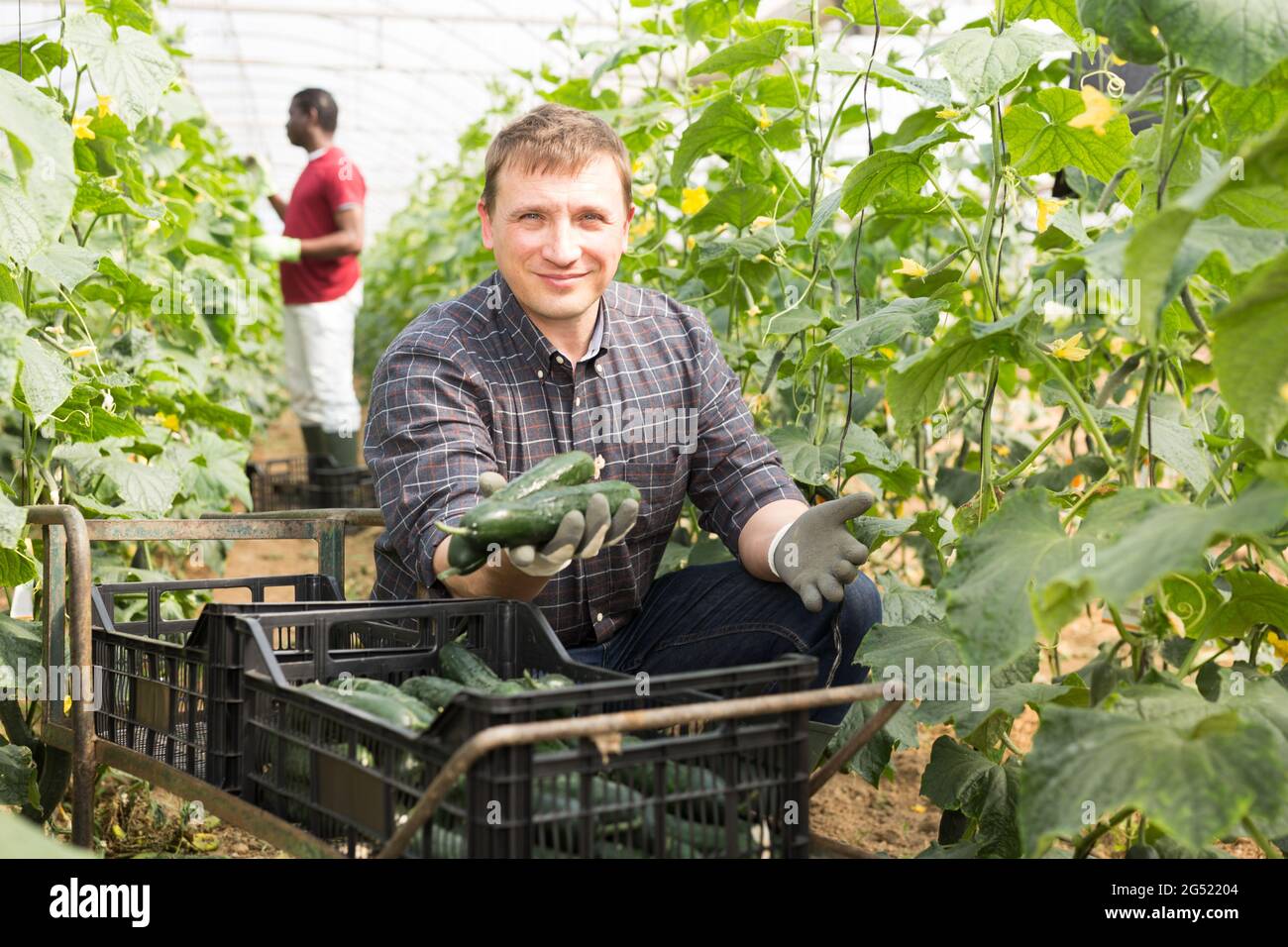 Successful male gardener with cucumbers Stock Photo - Alamy