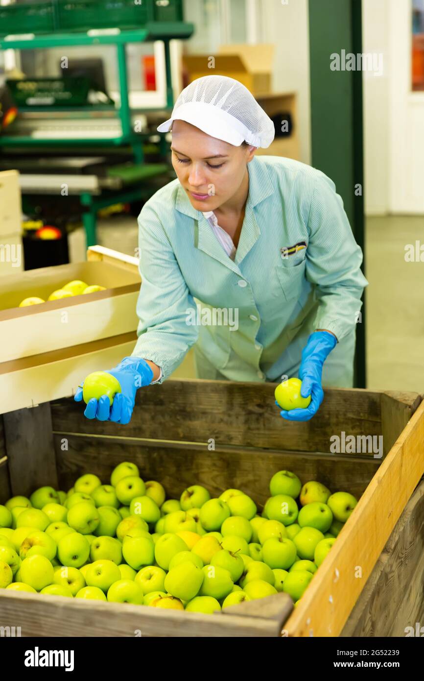 female inspecting quality of apples Stock Photo - Alamy