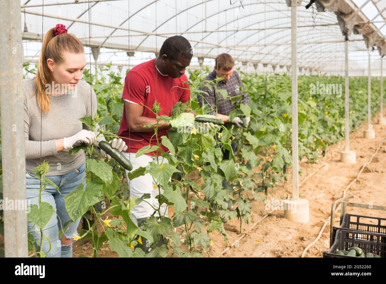 Cucumber workers hi-res stock photography and images - Alamy