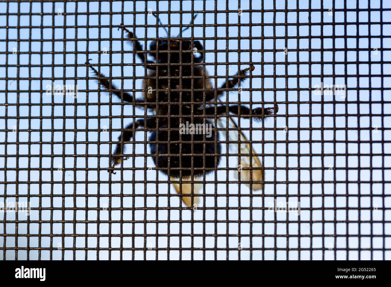 A underside of a Carpenter Bee seen resting on a metal screen in Fort ...
