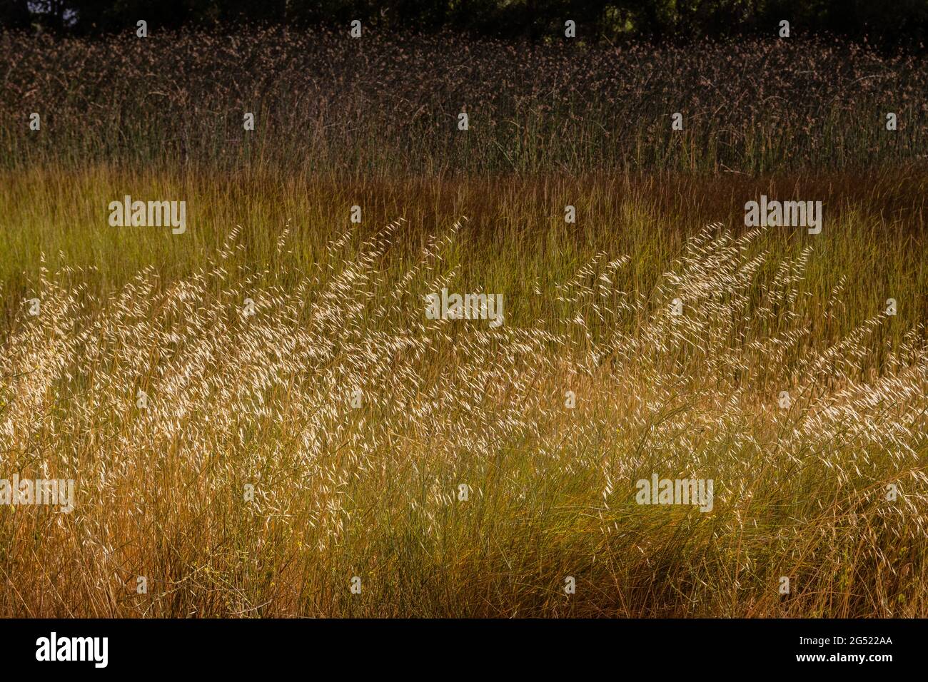 Layers and subtle colors of grasses and reeds growing at the San Luis ...