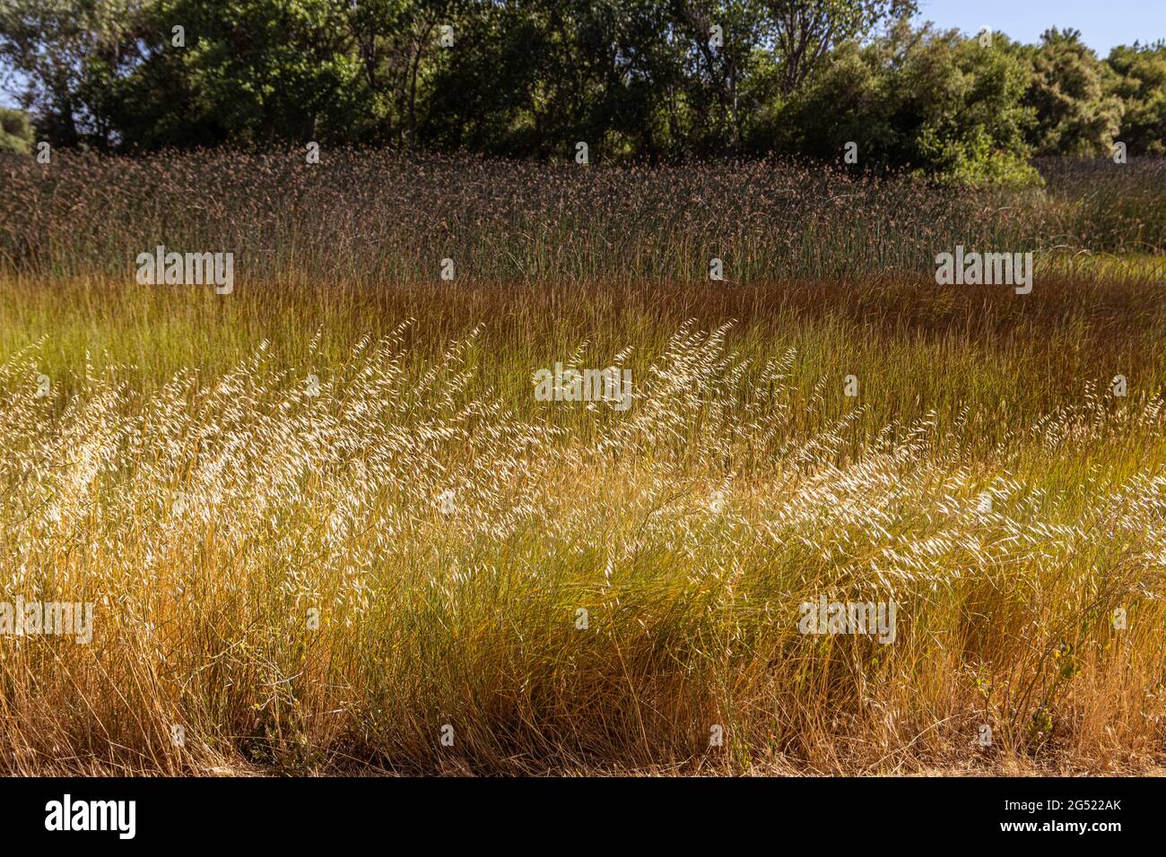 Layers and subtle colors of grasses and reeds growing at the San Luis ...