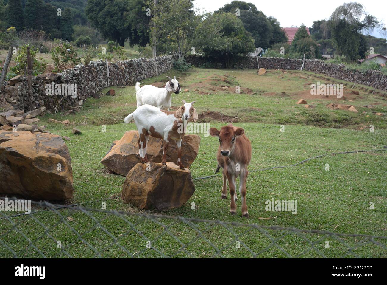 Animal: vaca e cabrito Stock Photo - Alamy