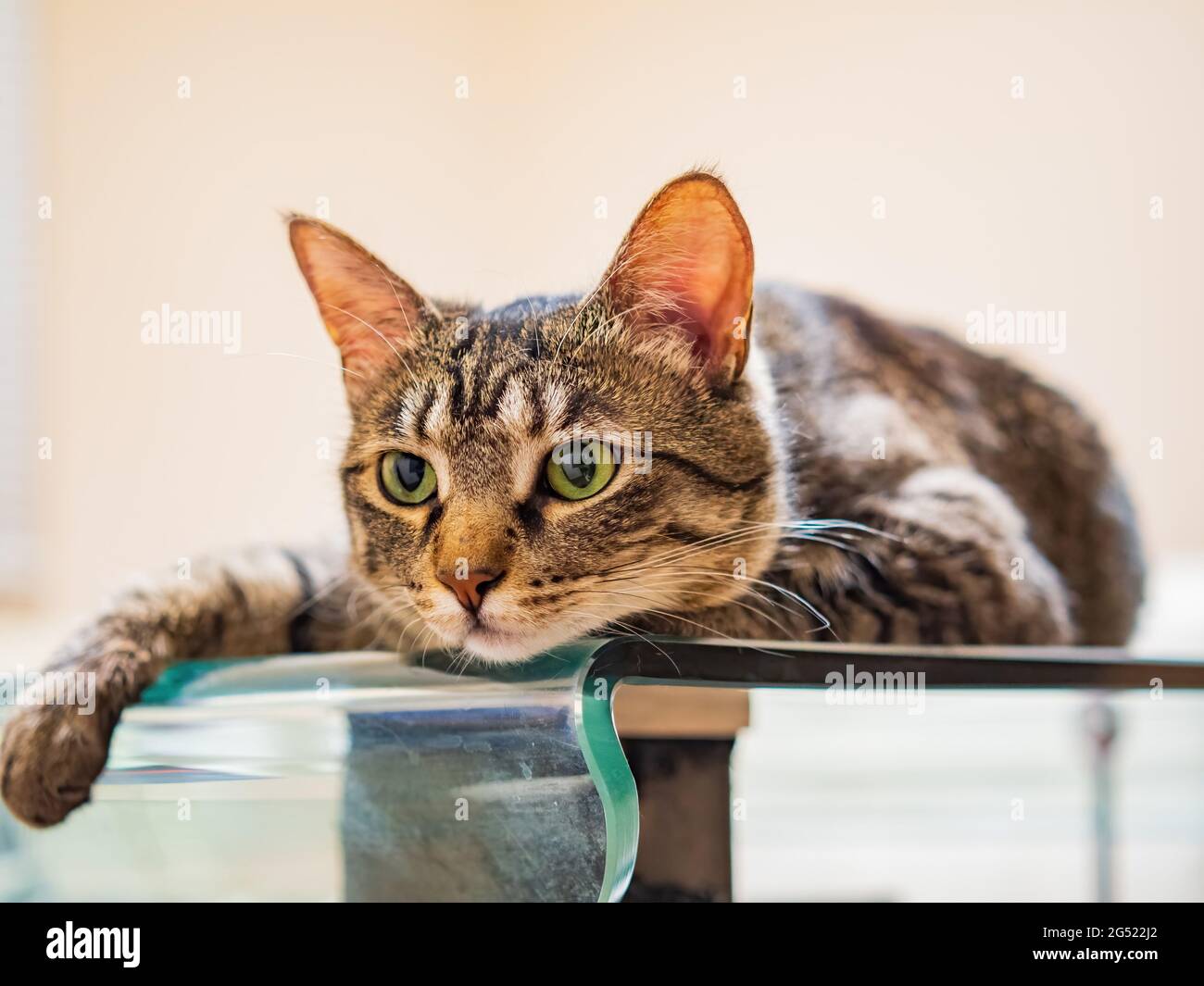 Close up shot of cute cat at Nevada Stock Photo - Alamy