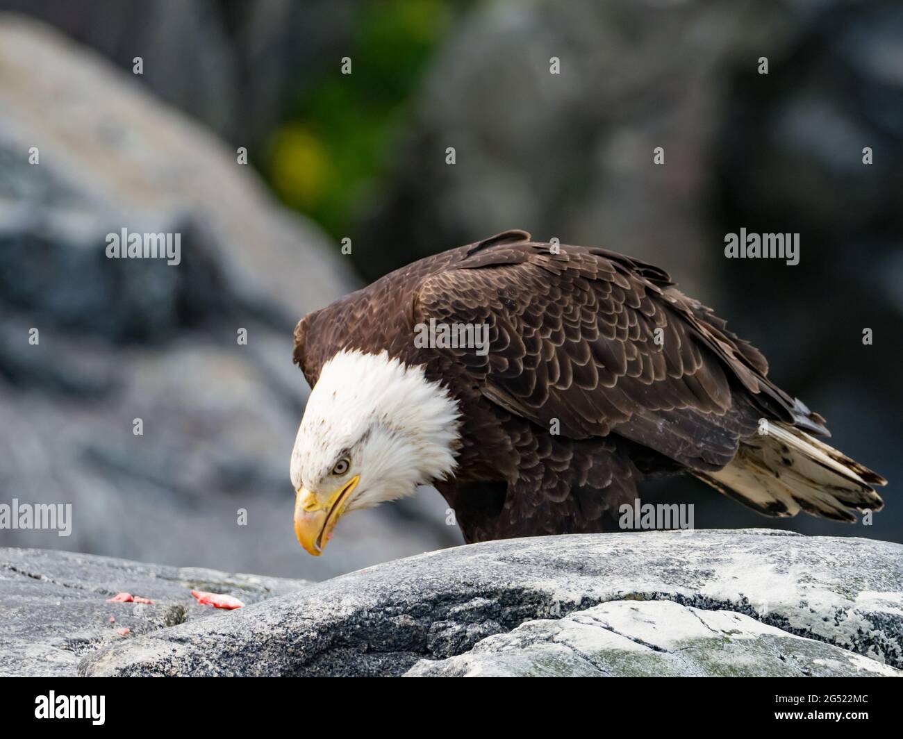 Eagle eating fish hi-res stock photography and images - Alamy