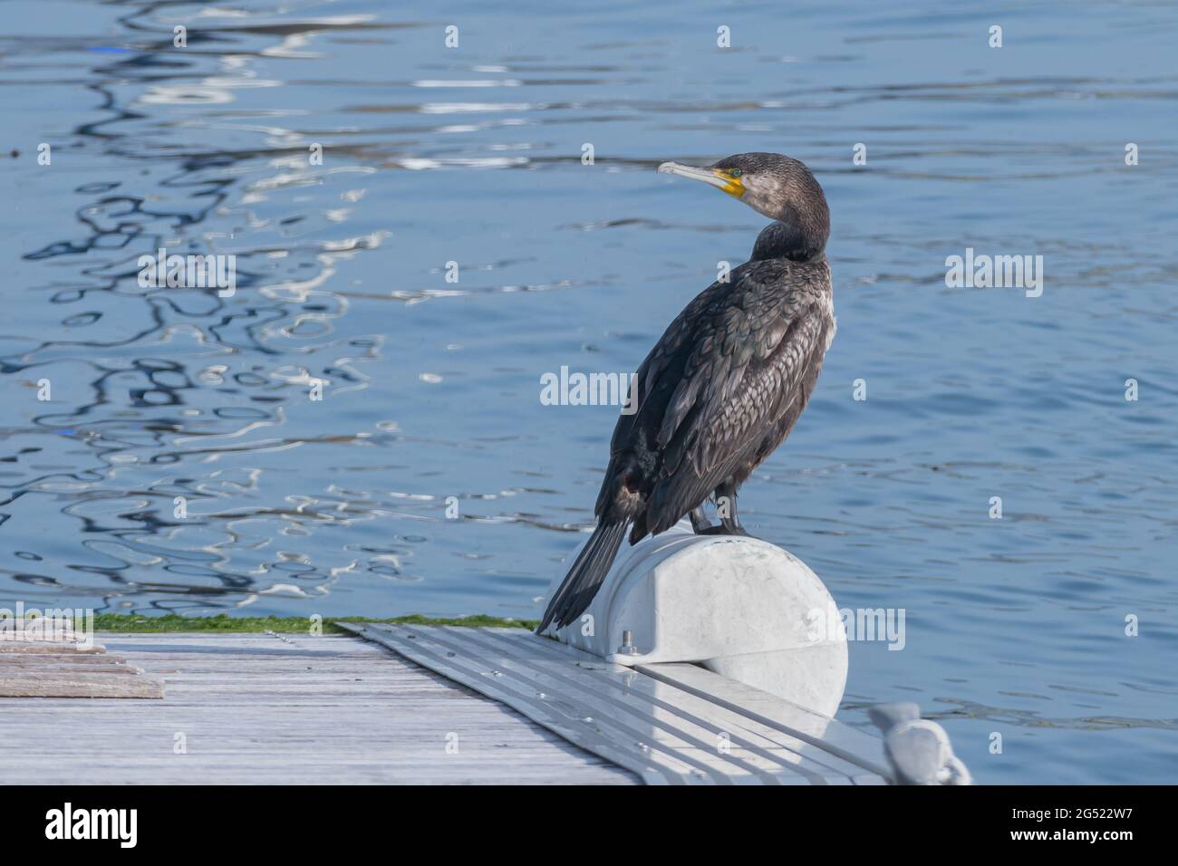 juvenile cormorant standing in the sun turns head back Stock Photo - Alamy