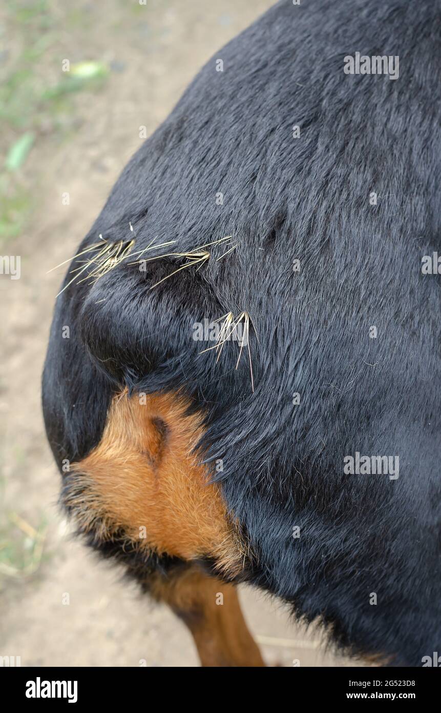Tail cropped rottweiler hi-res stock photography and images - Alamy