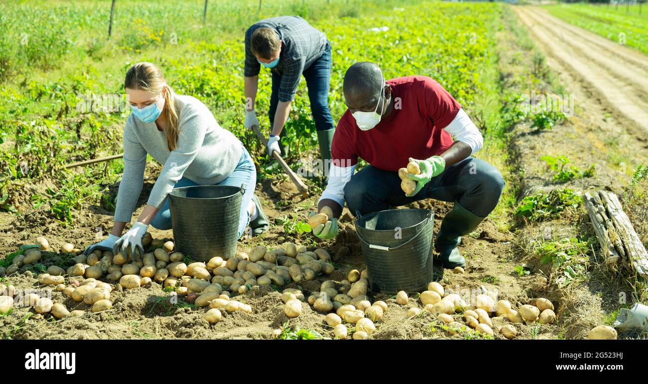 Team of workers in protective medical masks harvests potatoes on ...
