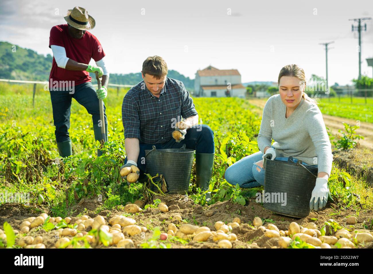 People gathering crop of potatoes Stock Photo - Alamy