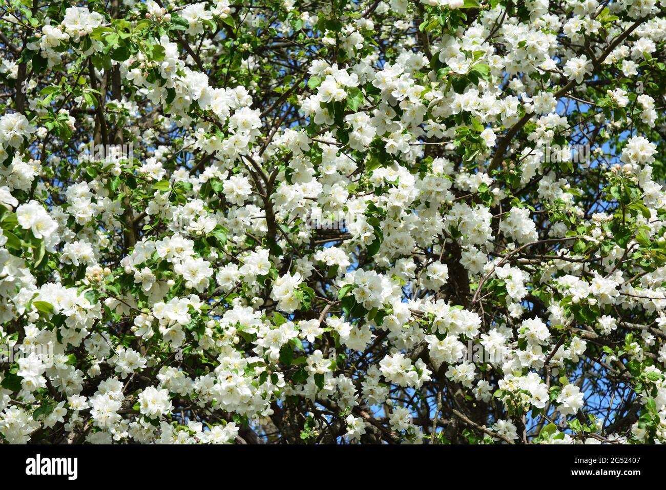 White apple tree blossom background. Spring beauty: A blooming apple ...