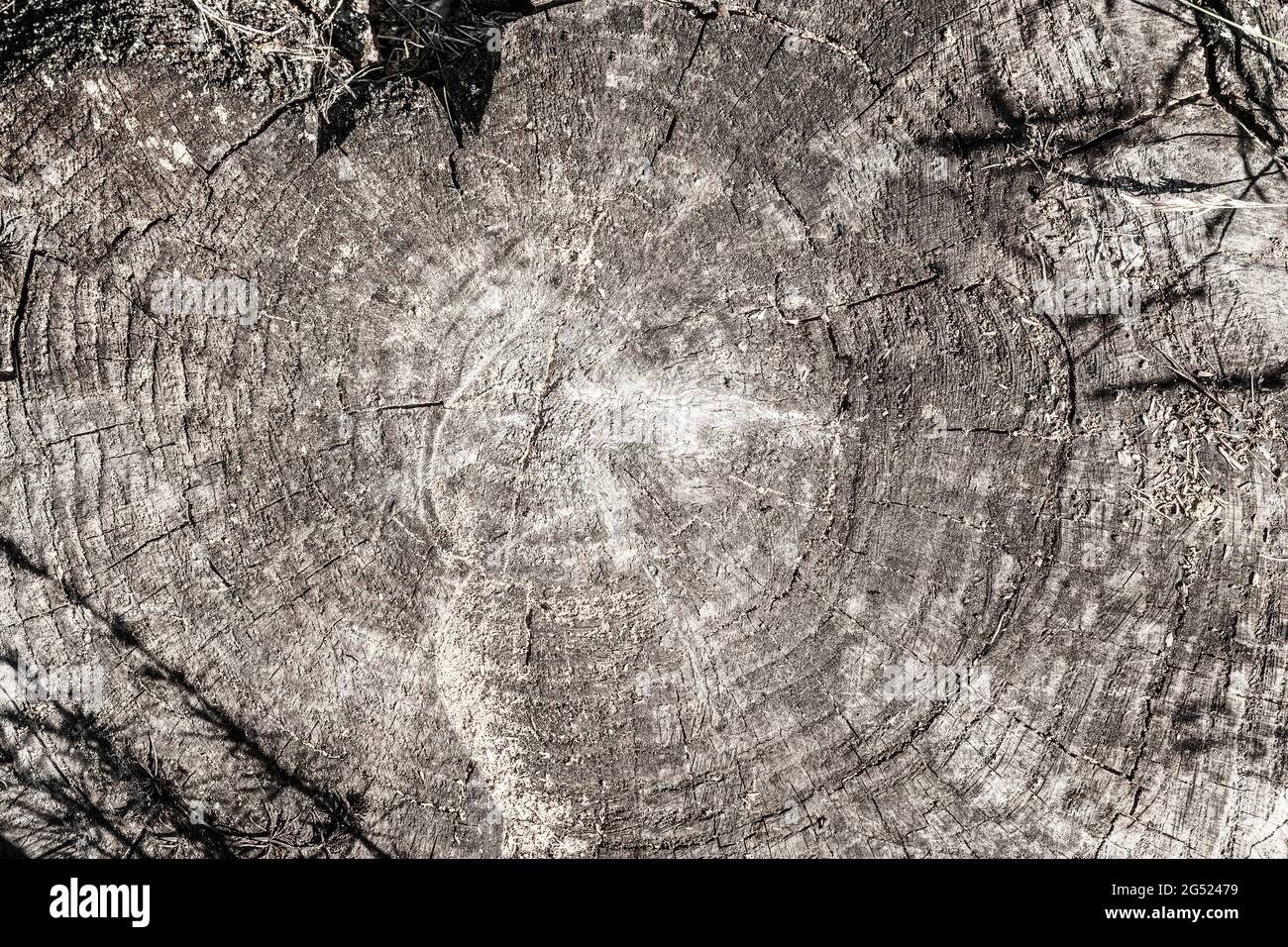 Desaturated circular texture of old wood. Delivers your picture of the ...