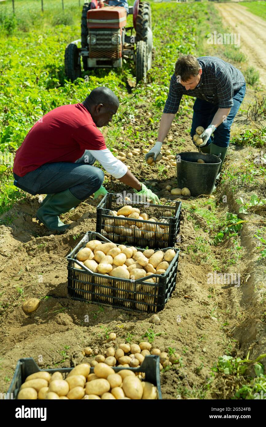 Gardeners sorting potatoes during harvesting outdoor Stock Photo - Alamy
