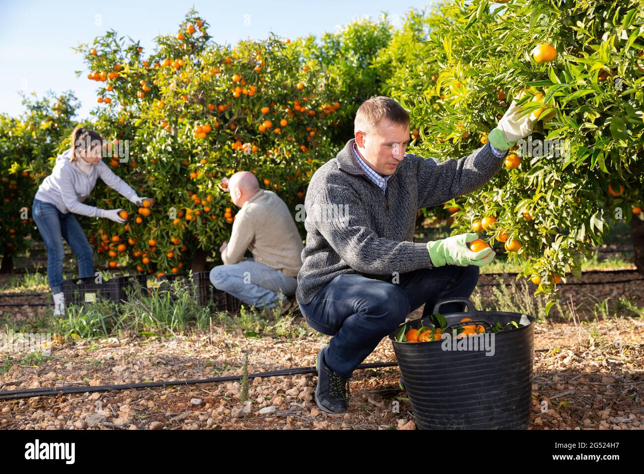 Positive workers picking mandarins in boxes on farm Stock Photo - Alamy