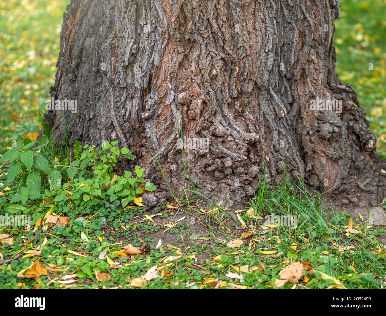Dried leaves fallen under tree hi-res stock photography and images - Alamy