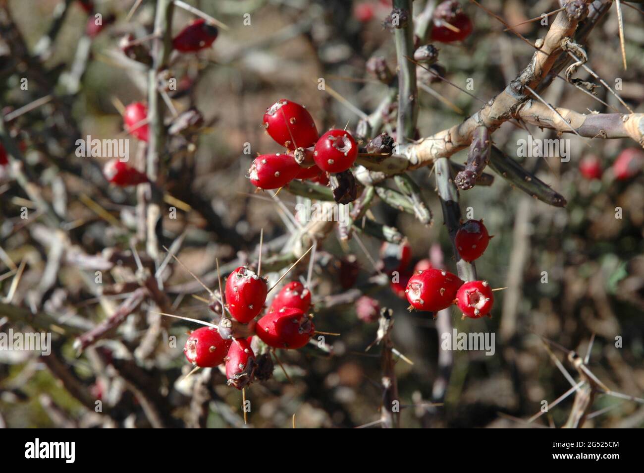 Christmas Cholla cactus with bright red fruit in Palo Duro Canyon Texas ...