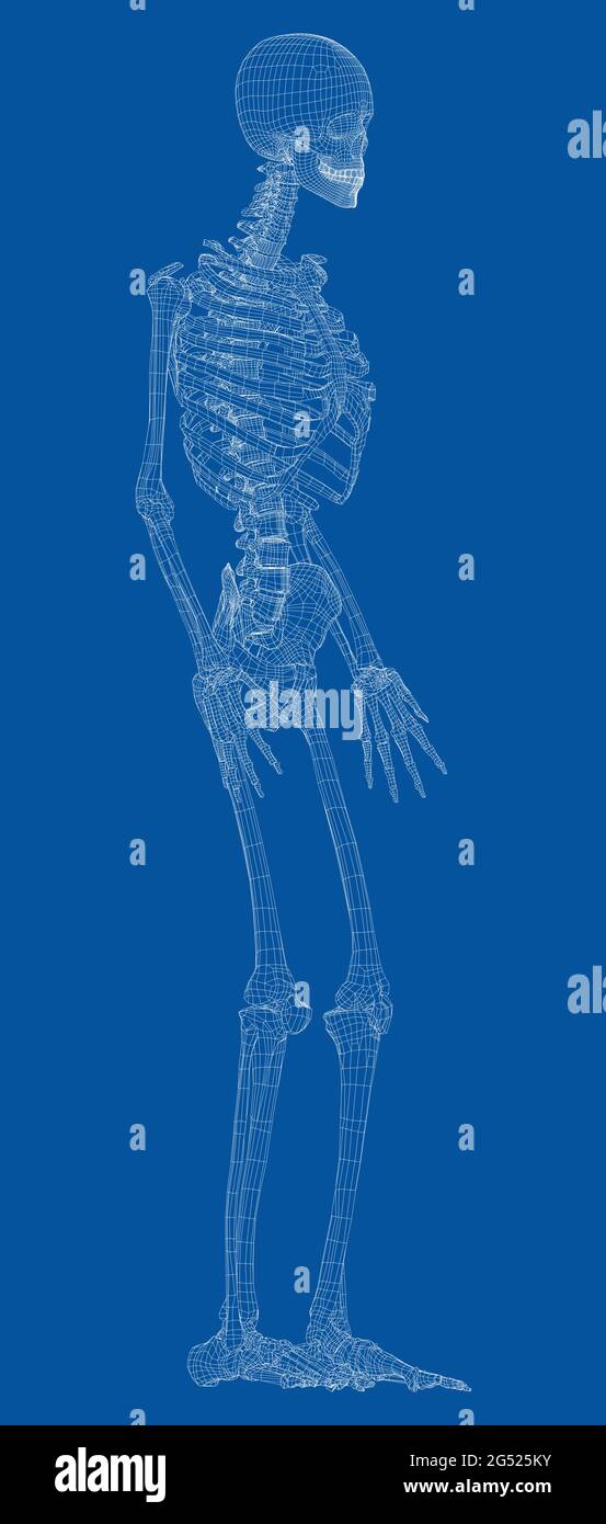 Human skeleton. Vector Stock Vector Image & Art - Alamy
