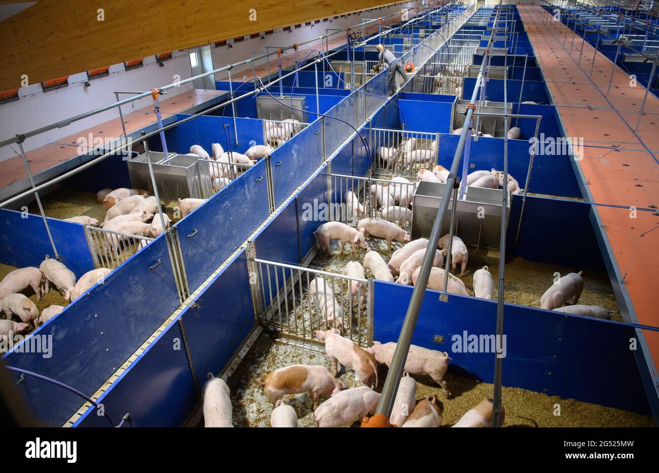 Pig farming stalls hi-res stock photography and images - Alamy
