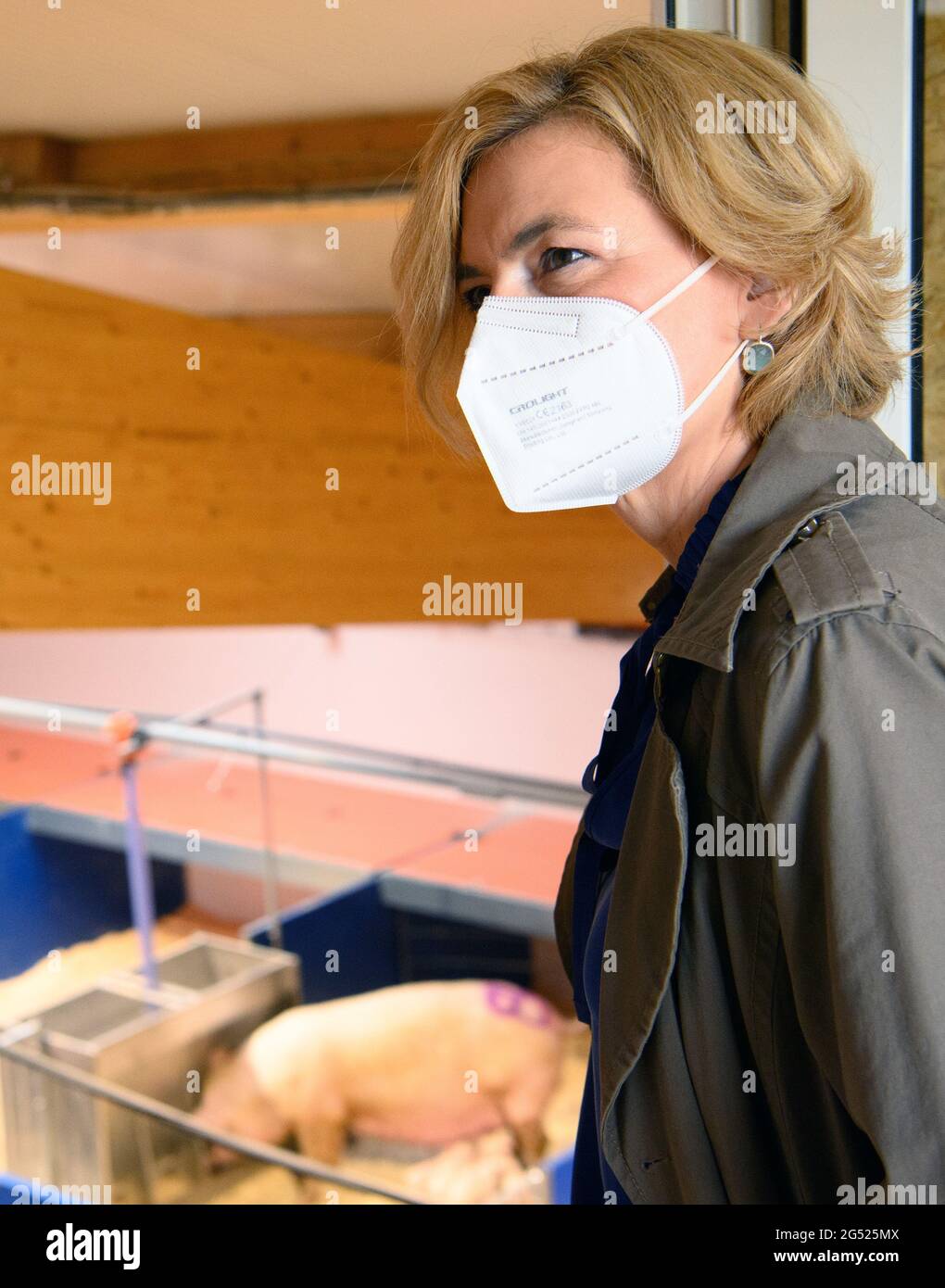 Landschwein hi-res stock photography and images - Alamy