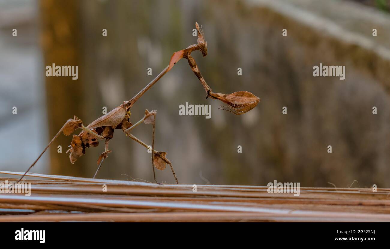 Wandering Violin Mantis or Indian Rose Mantis aka Gongylus gongylodes ...