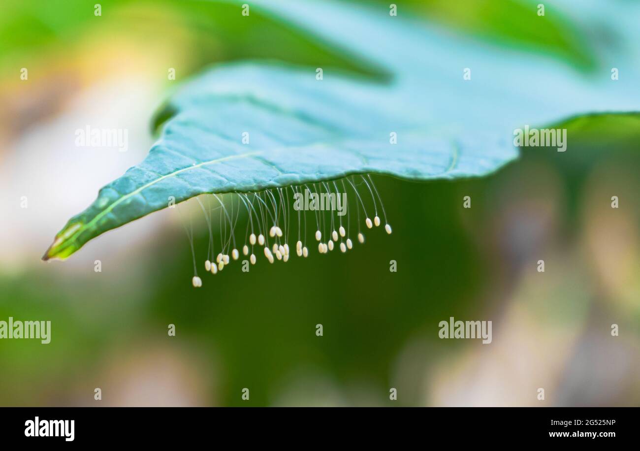 Amazing closeup and macro photo of Lacewing Fly eggs hanging with ...