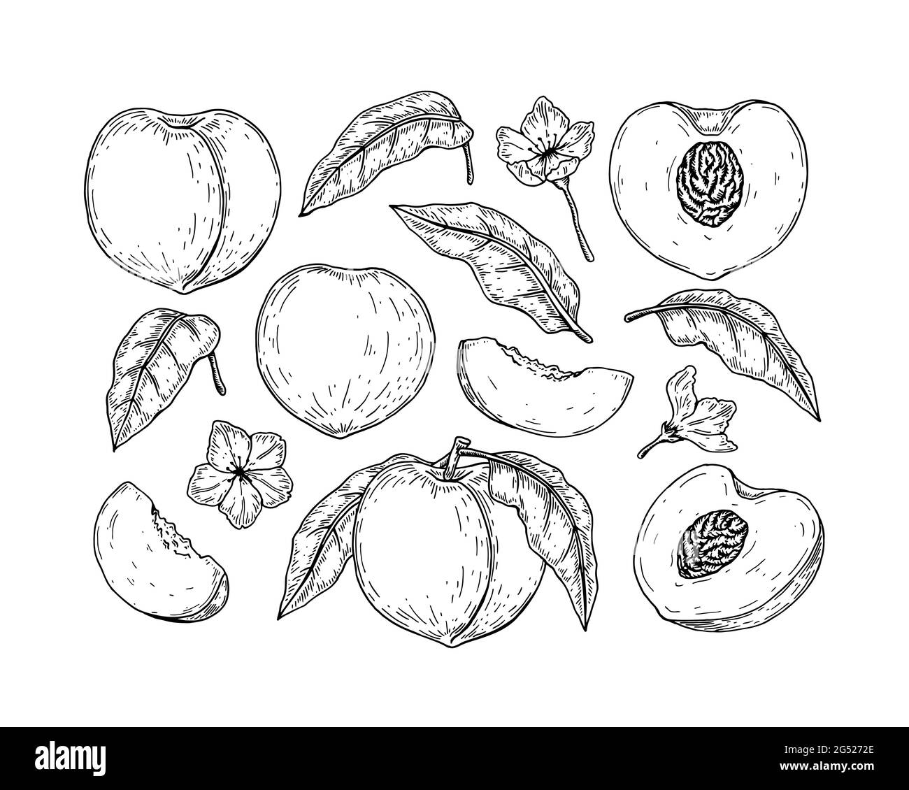 Flower honey sketch hand Stock Vector Images - Alamy