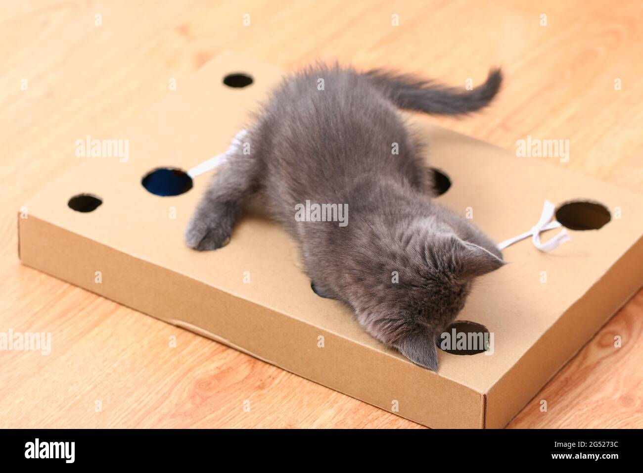 A little kitten plays with an interactive handmade toy. Cardboard box ...