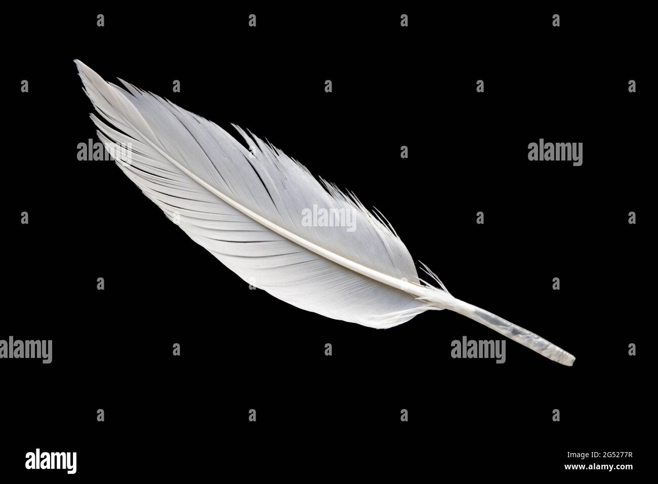 White bird wing feather isolated on black background Stock Photo - Alamy