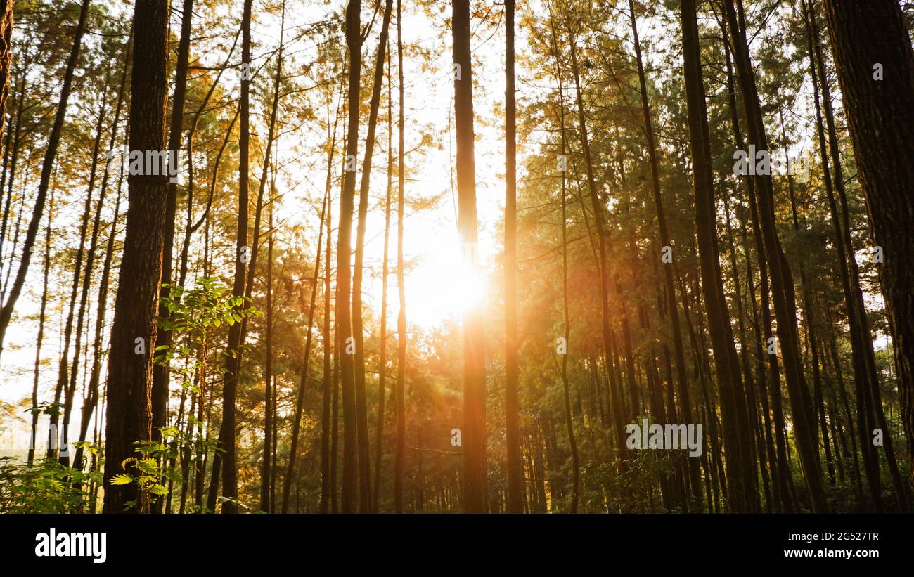 Photos of natural landscapes in forests and rice fields that look very ...