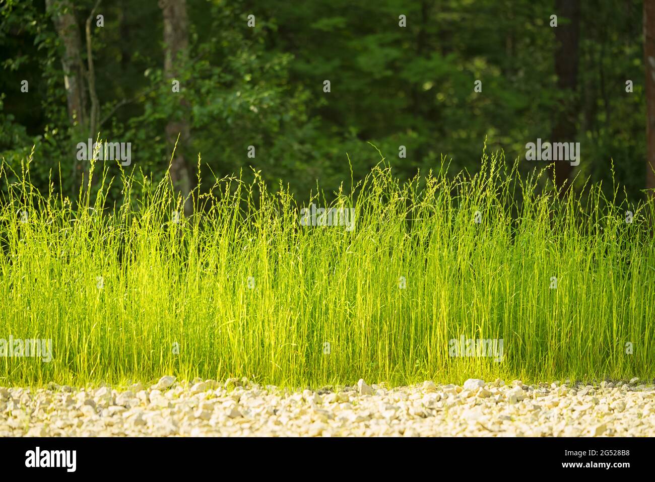 grass along the curb in the forest Stock Photo - Alamy