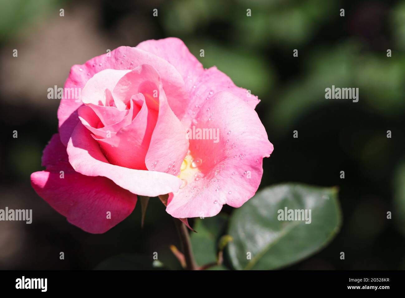 Rose natural hi-res stock photography and images - Alamy