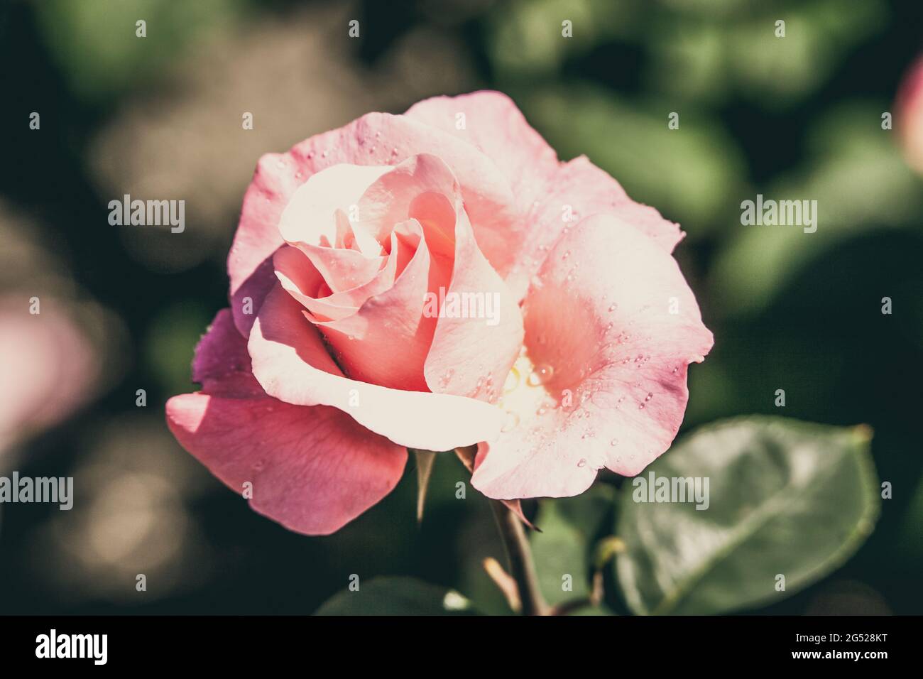 Toned background hi-res stock photography and images - Alamy