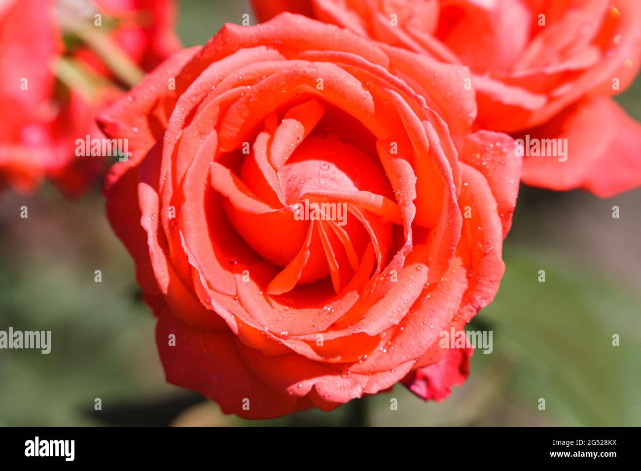 Rose natural hi-res stock photography and images - Alamy