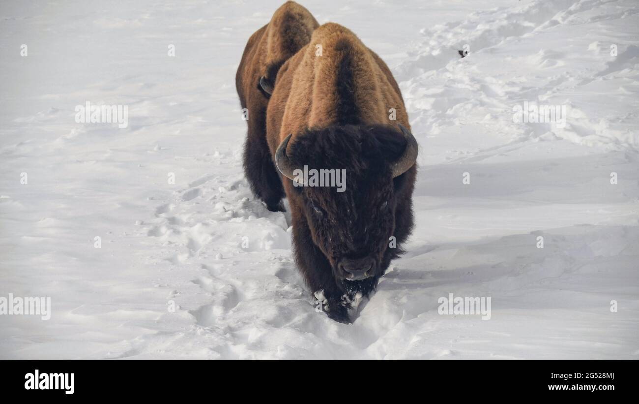 two bison walking towards the camera through winter snow at yellowstone ...