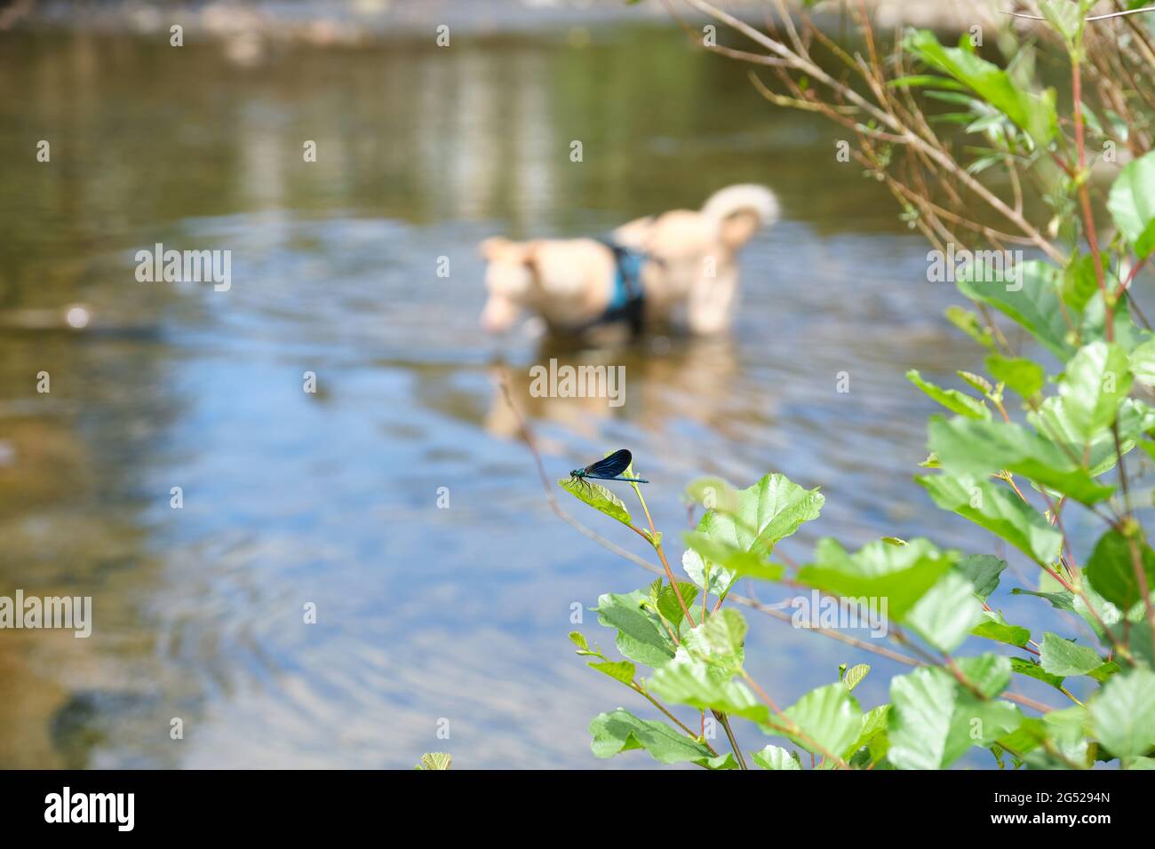 Fragile dog hi-res stock photography and images - Alamy