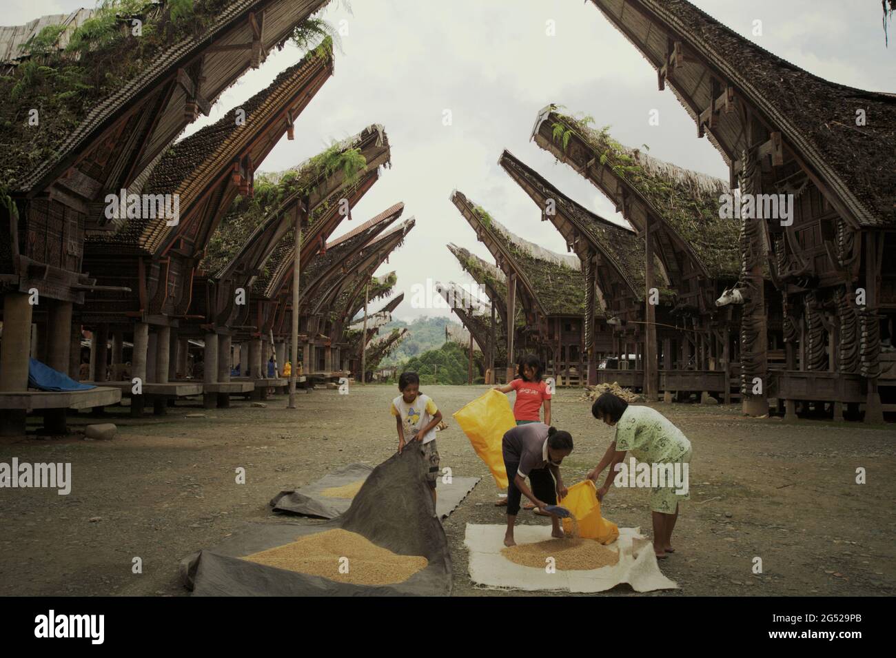 Women and children drying rice hulls in Palawa village, North Toraja ...
