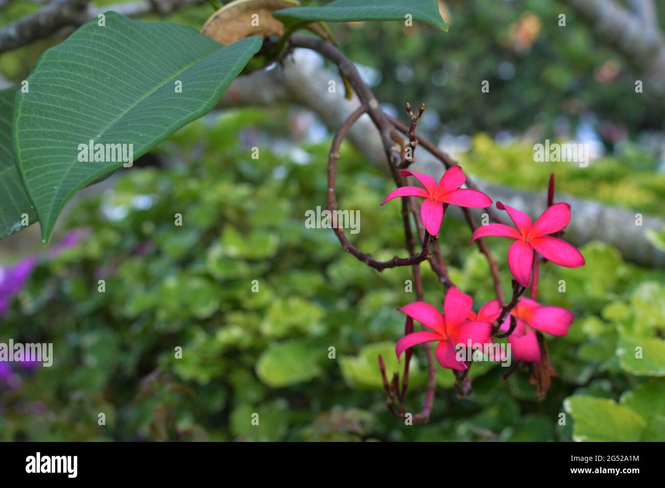 National flower of bali hi-res stock photography and images - Alamy