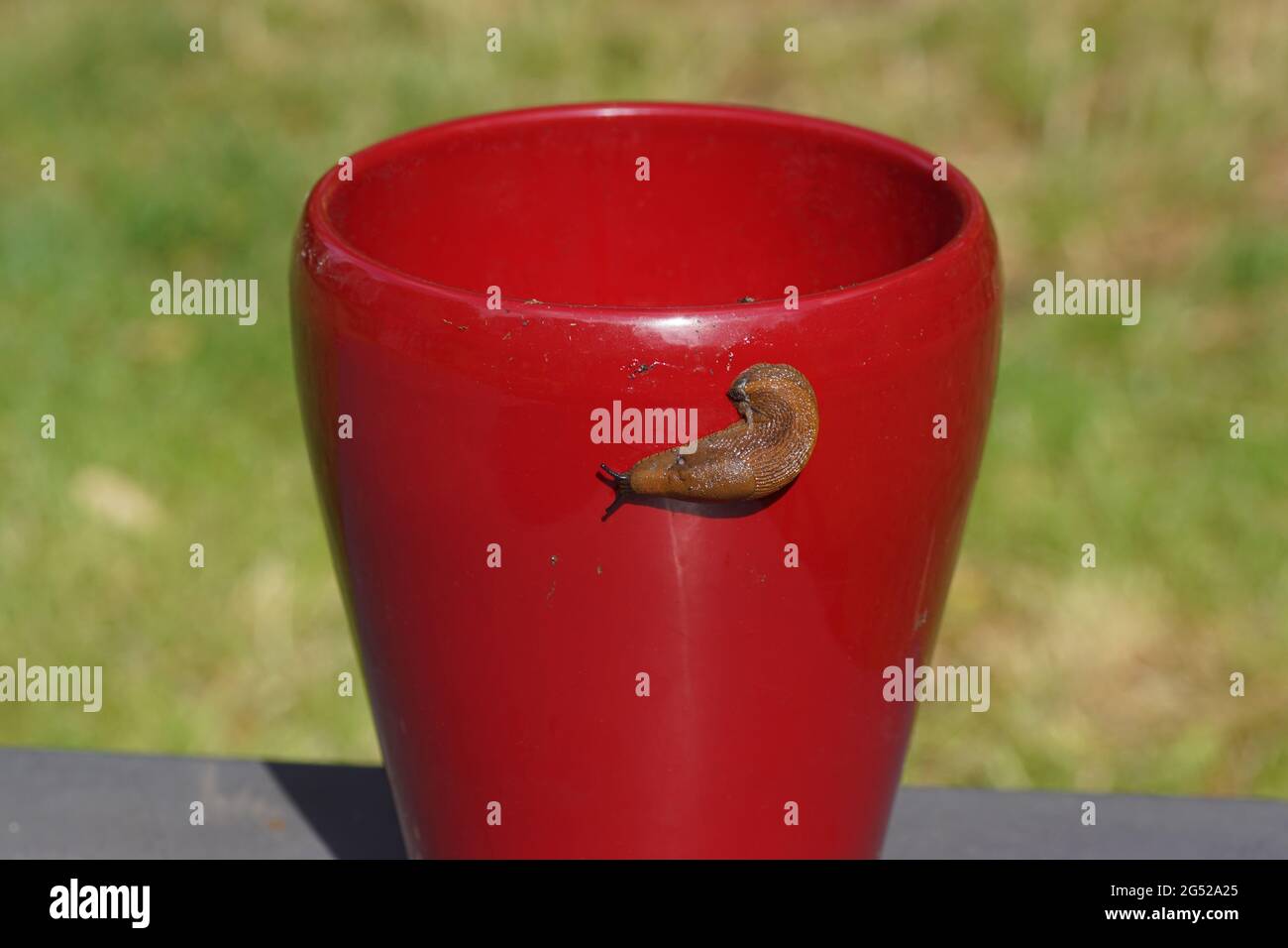 The family arionidae hi-res stock photography and images - Alamy