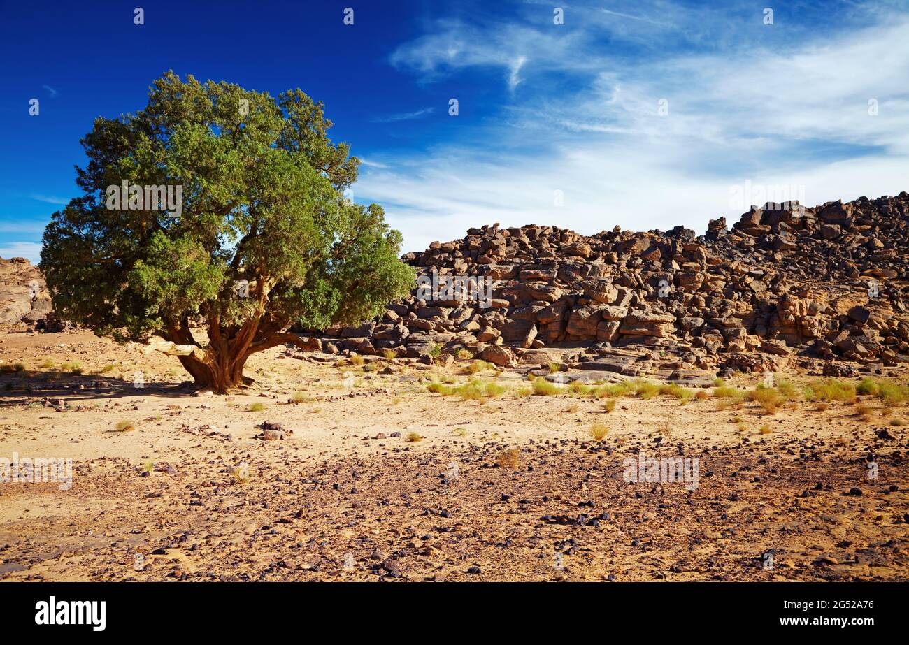 Saharan Cypress, very rare coniferous tree in Tassili N'Ajjer, Sahara ...