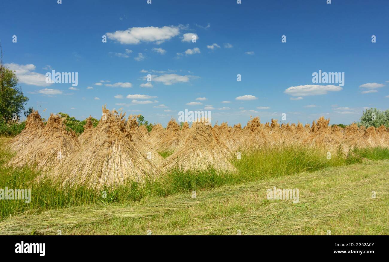Drying reed hi-res stock photography and images - Alamy