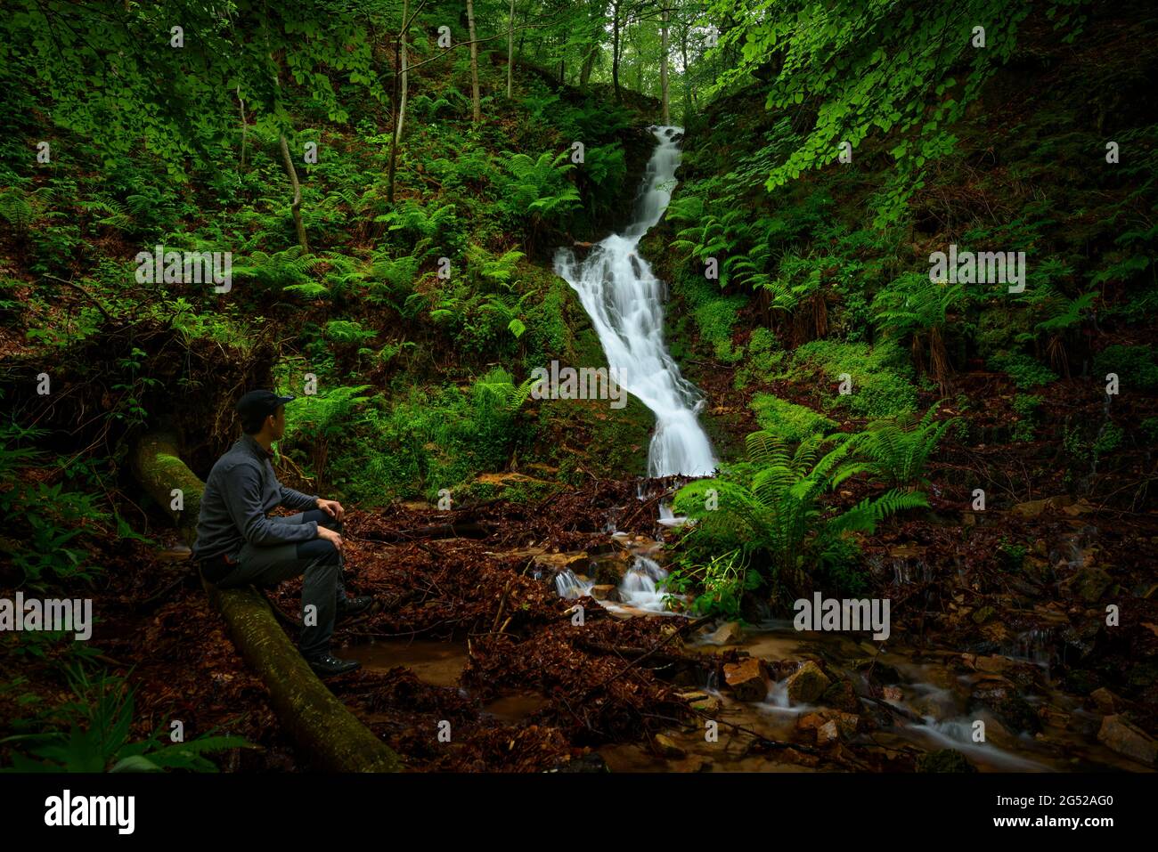 Planta de la selva hi-res stock photography and images - Alamy