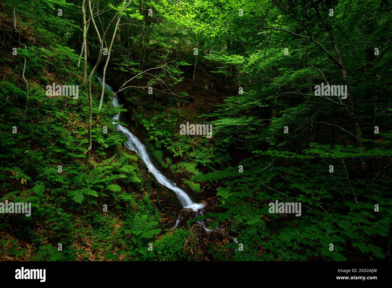 Planta de la selva hi-res stock photography and images - Alamy