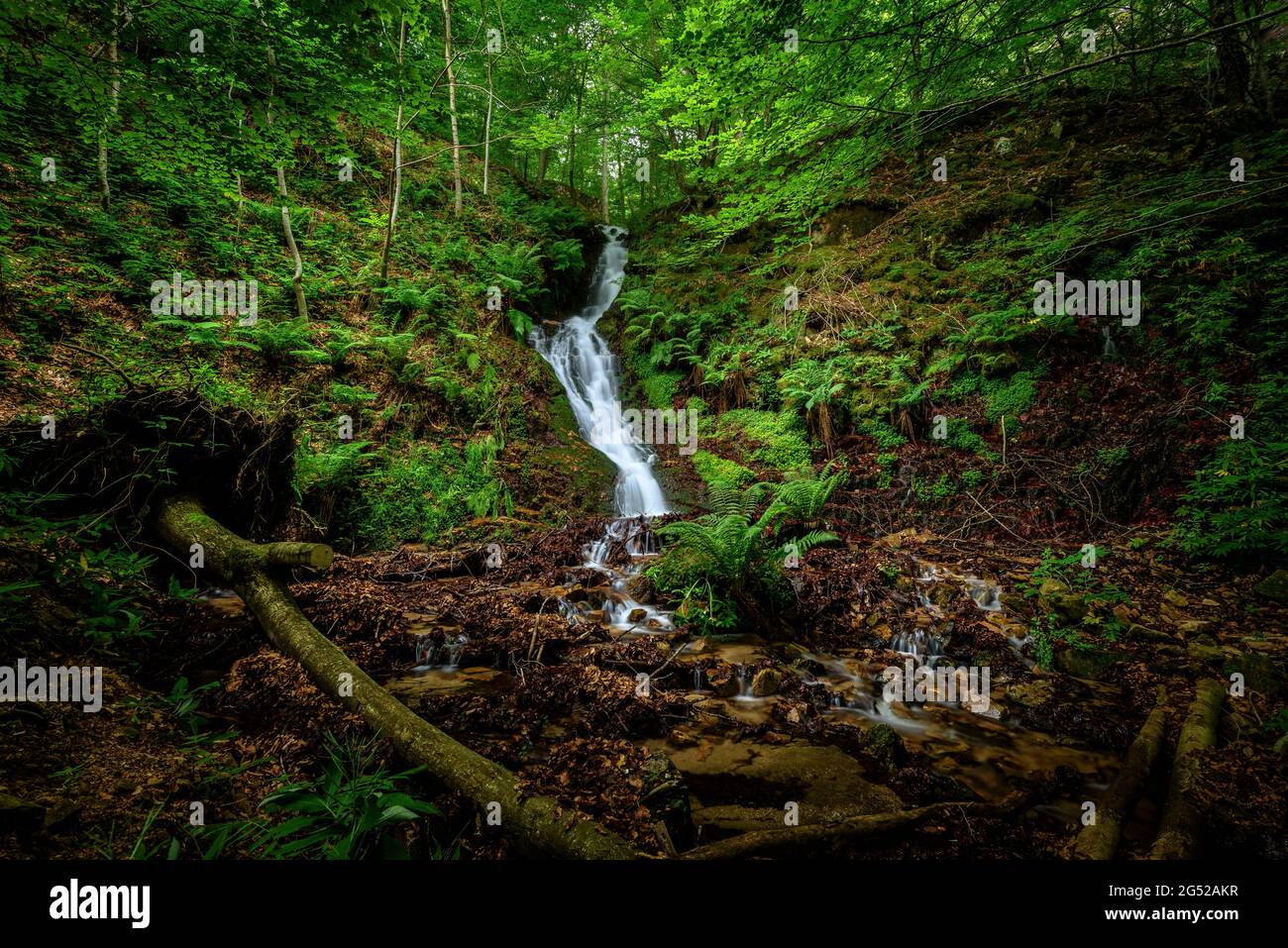 Planta de la selva hi-res stock photography and images - Alamy
