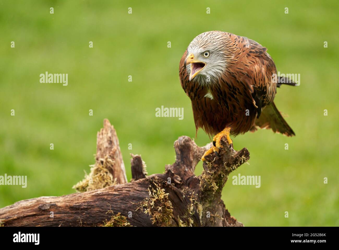Red kite, bird of prey portrait. The bird is sitting on a stump. Ready ...