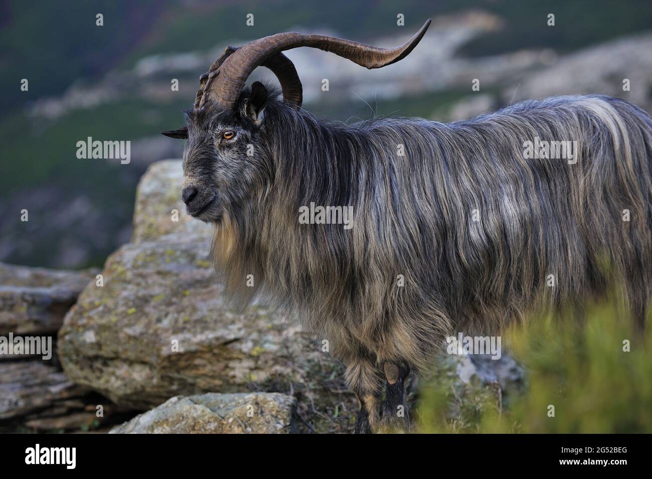 Stock de cape hi-res stock photography and images - Alamy