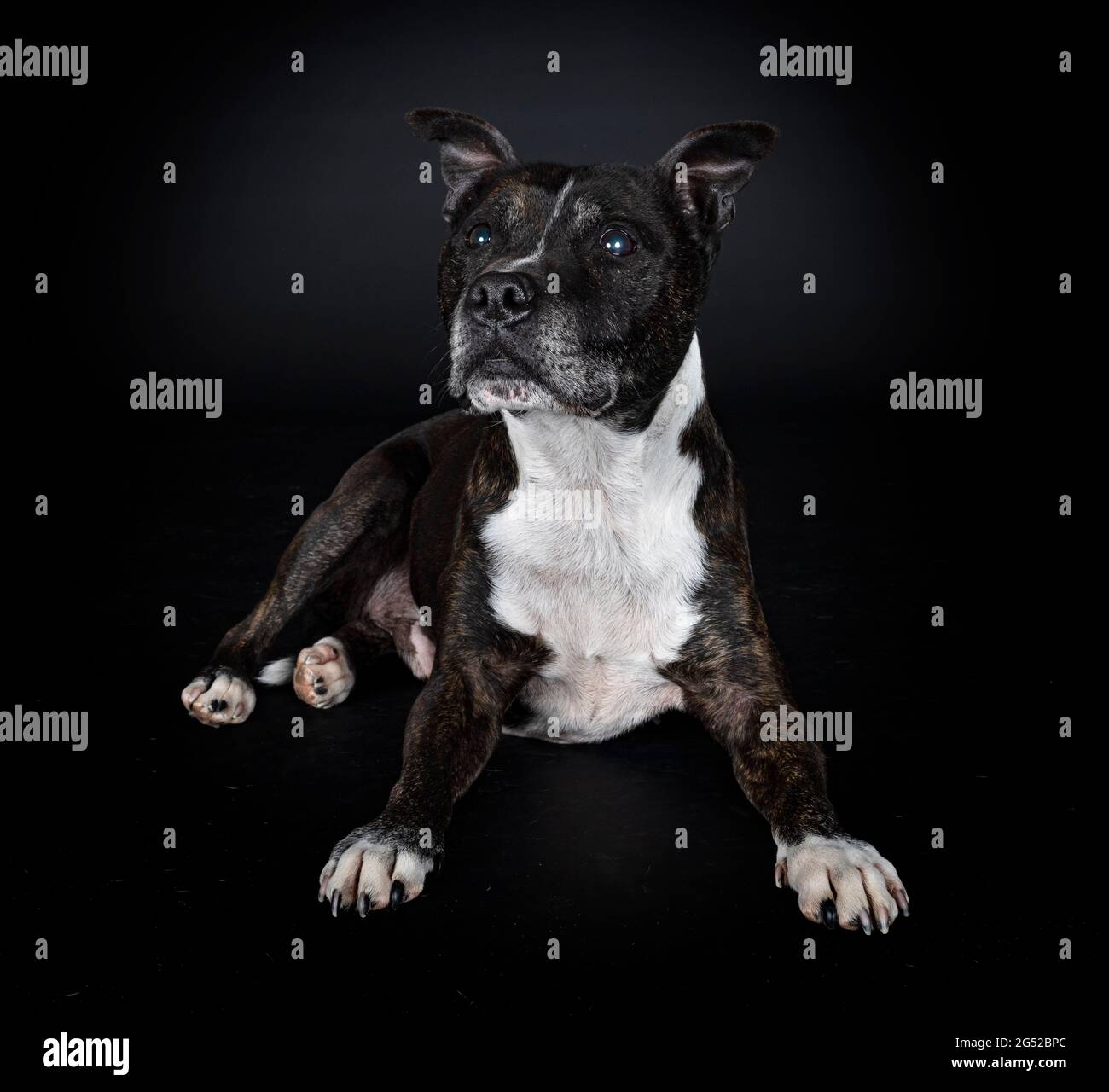 staffordshire bull terrier in front of black background Stock Photo - Alamy