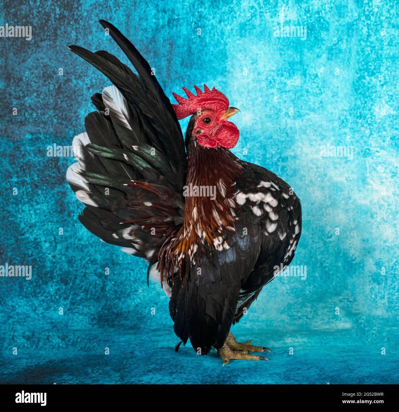 malaysian serama in front of blue background Stock Photo - Alamy