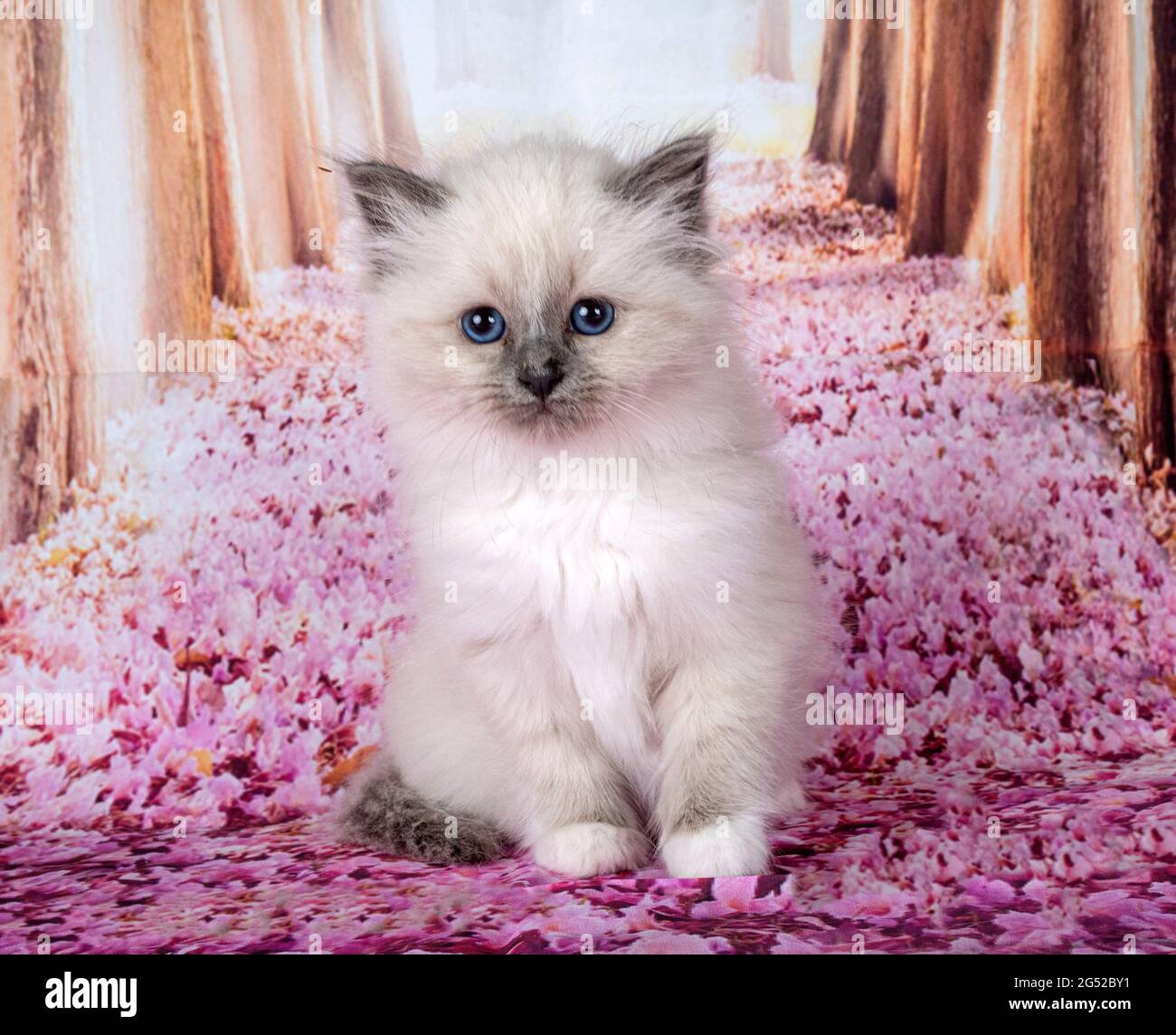 birman kitten in front of pink background Stock Photo - Alamy