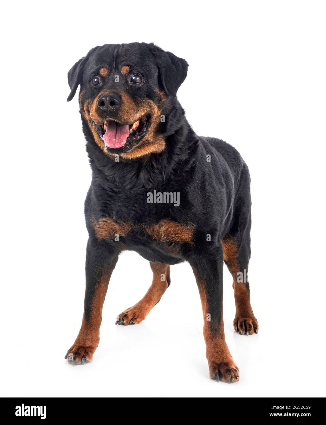 purebred rottweiler in front of white background Stock Photo - Alamy
